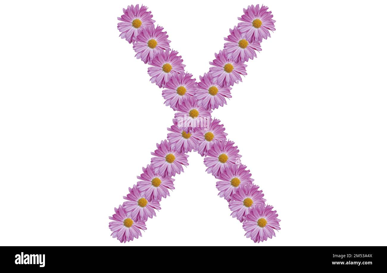 Letter X made with pink flower isolated on white background. Spring ...