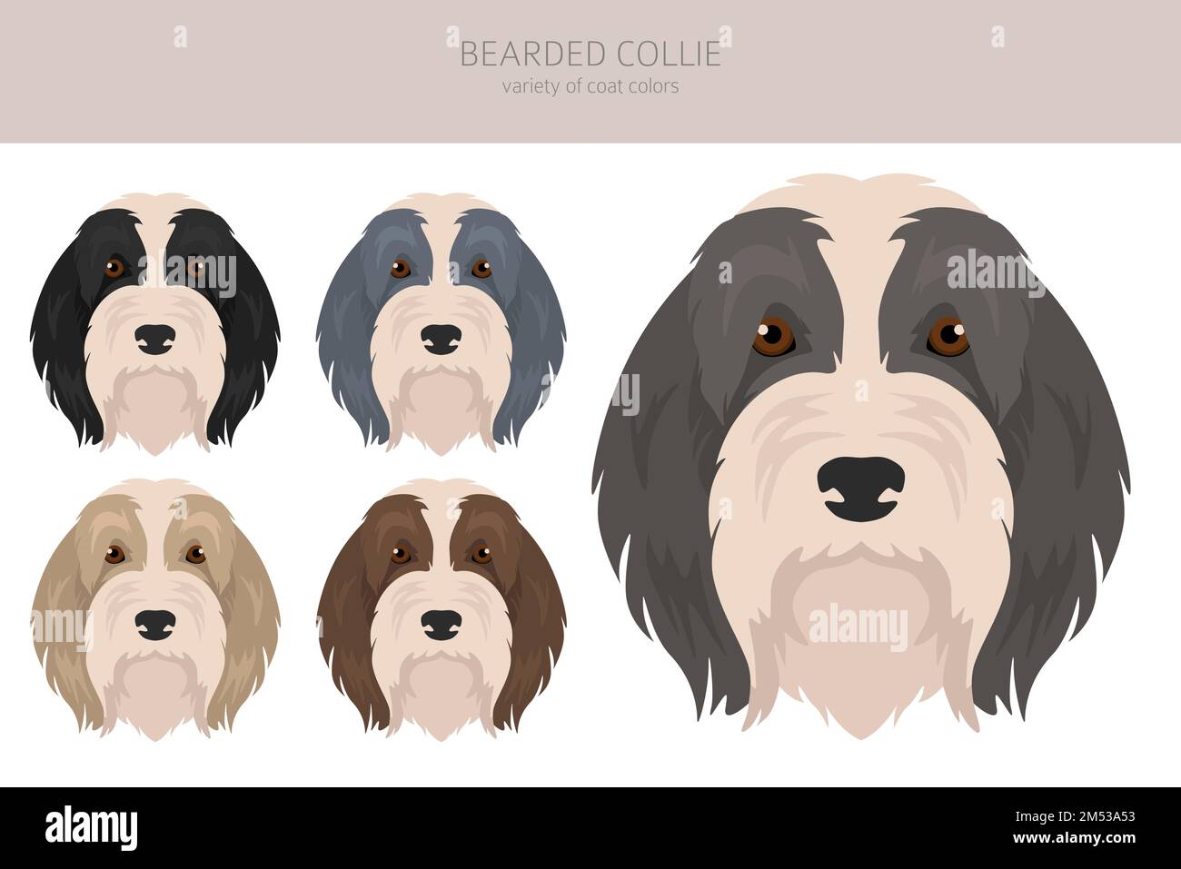 Bearded Collie dog clipart. All coat colors set. Different position ...
