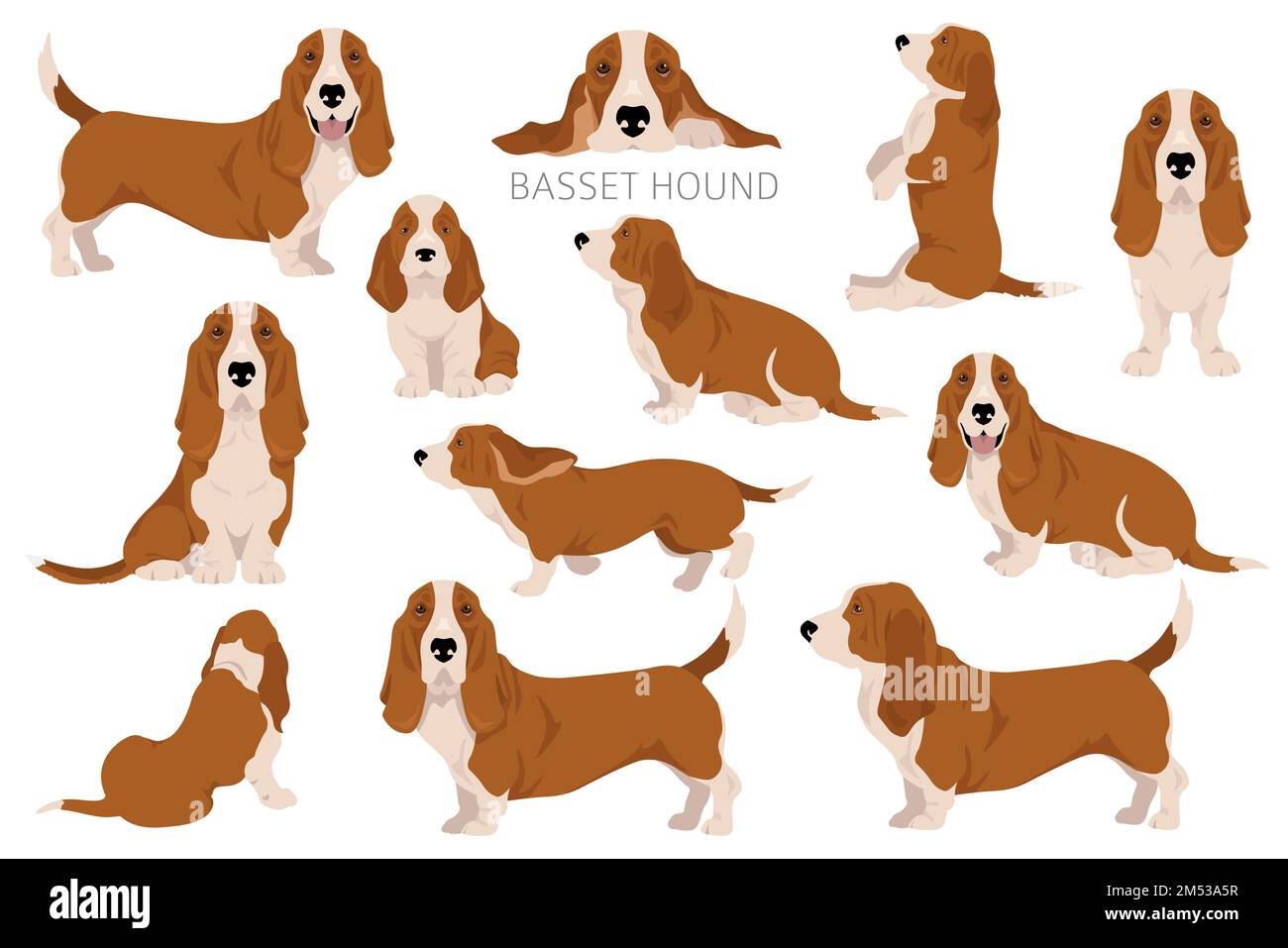 Basset Hound dog clipart. All coat colors set. Different position. All ...
