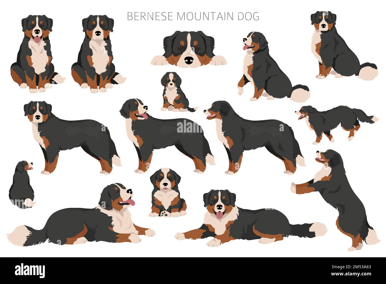 Bernese Mountain dog clipart. All coat colors set. Different position ...