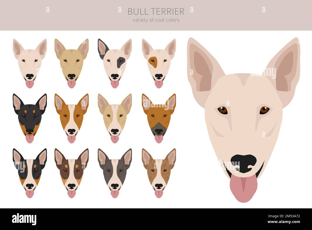 Bull terrier clipart. All coat colors set. Different position. All dog ...