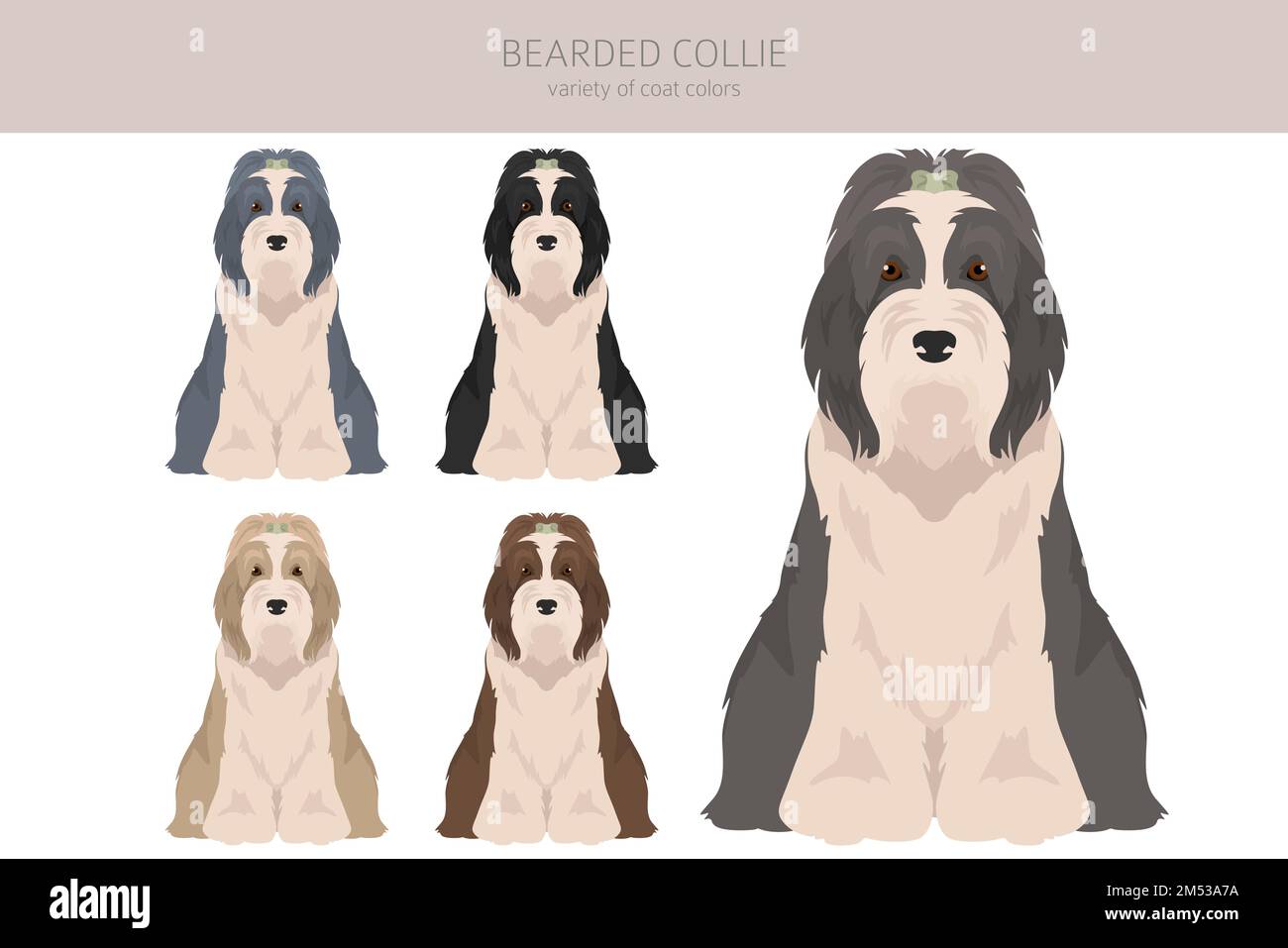 Bearded Collie dog clipart. All coat colors set. Different position ...
