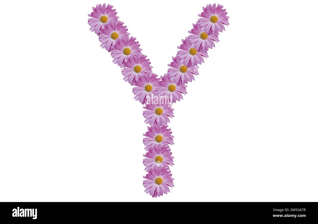 Letter Y made with pink flower isolated on white background. Spring ...