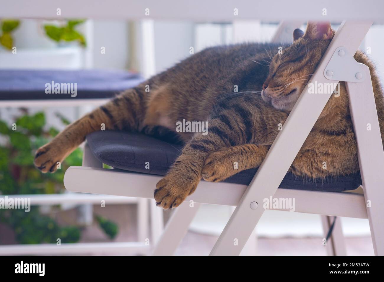 Cat hiding under table hi-res stock photography and images - Alamy