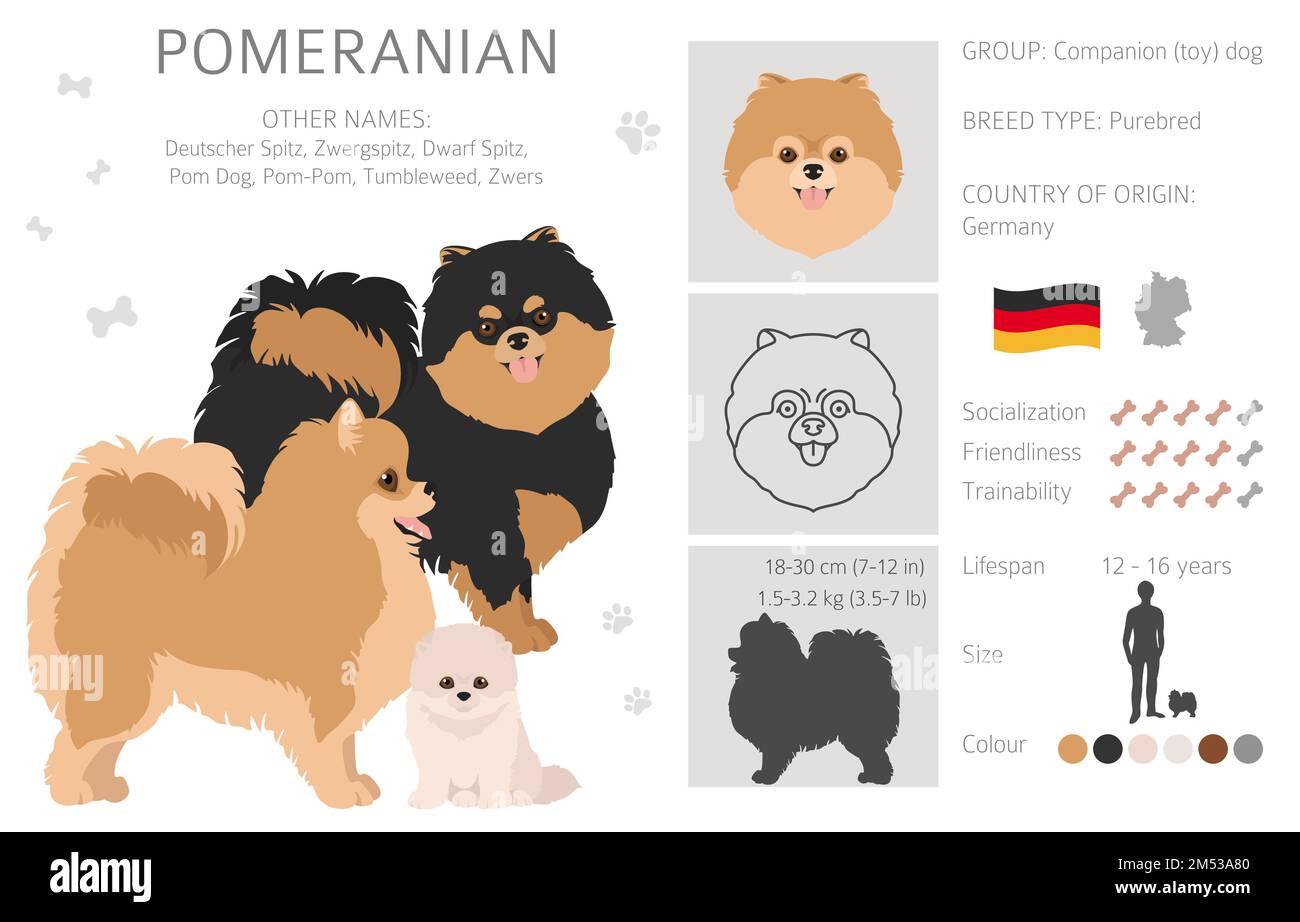 Pomeranian German spitz clipart. Different poses, coat colors set ...