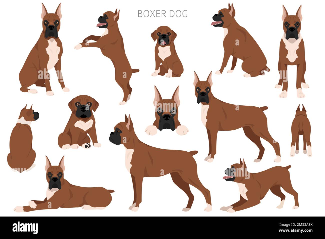 Boxer dog clipart. All coat colors set. Different position. All dog ...