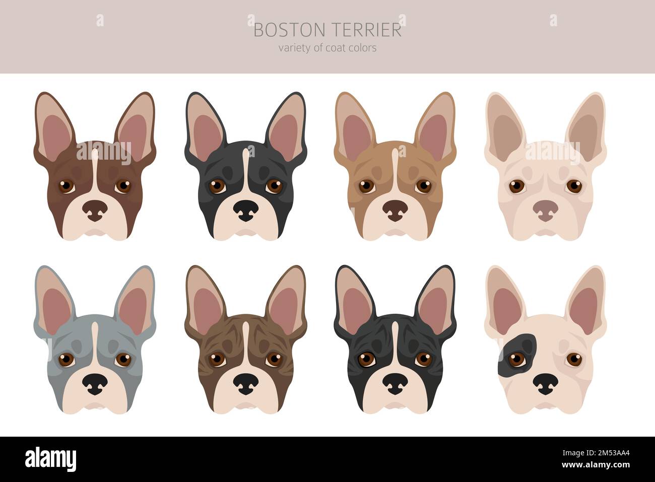 Boston Terrier dog clipart. All coat colors set. Different position ...