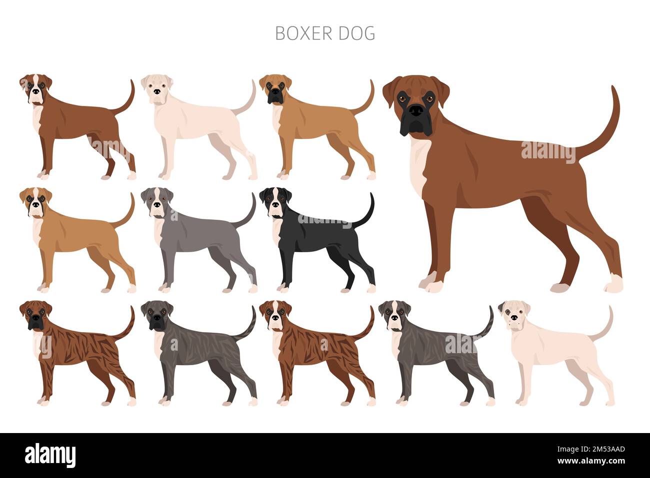 Boxer dog clipart. All coat colors set. Different position. All dog ...