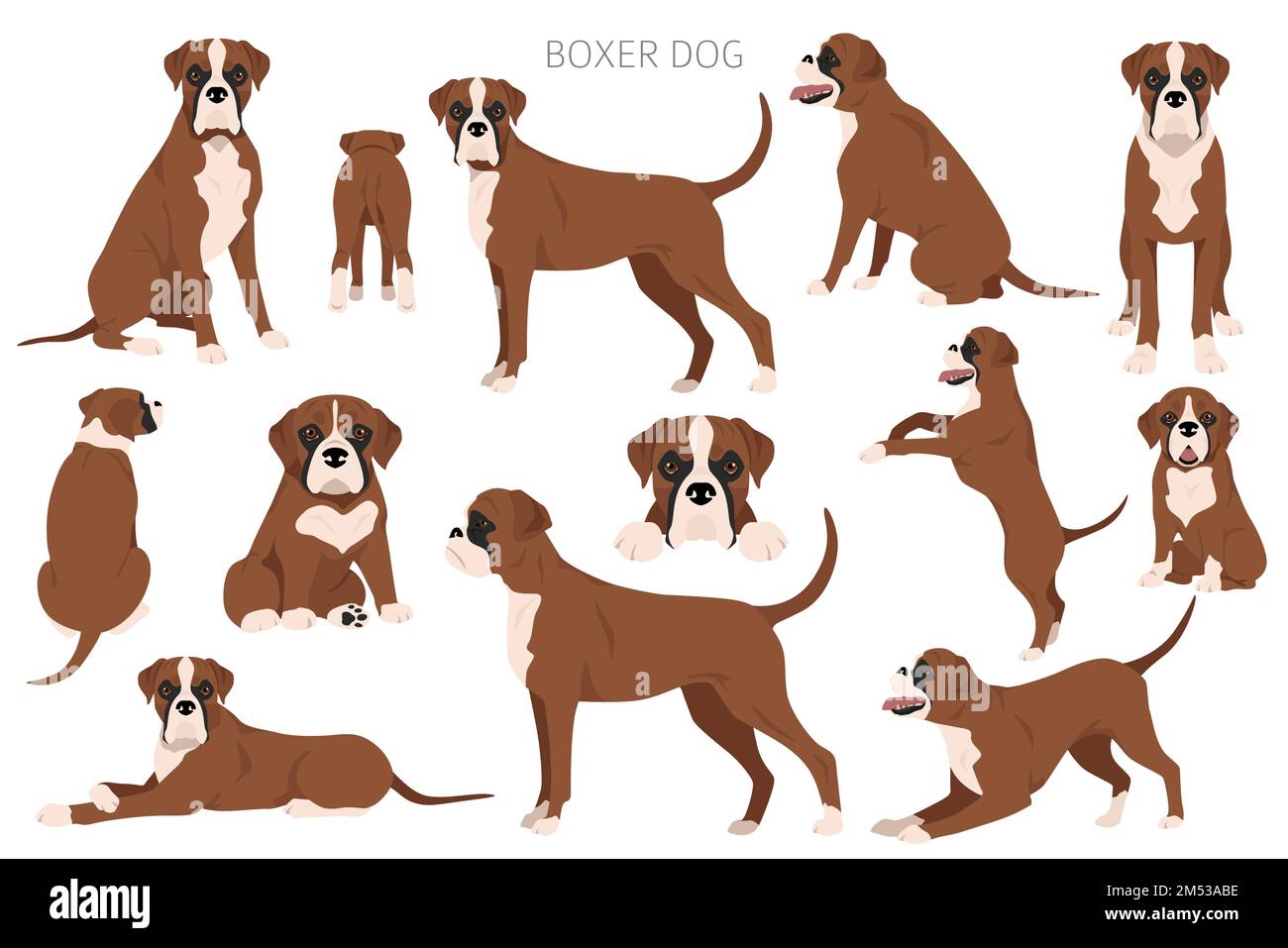 Boxer dog clipart. All coat colors set. Different position. All dog ...