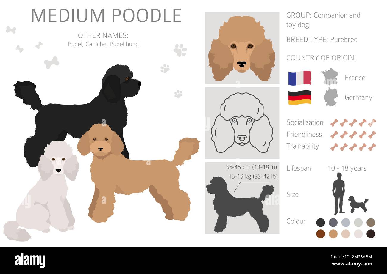Medium poodle clipart. Different poses, coat colors set. Vector ...