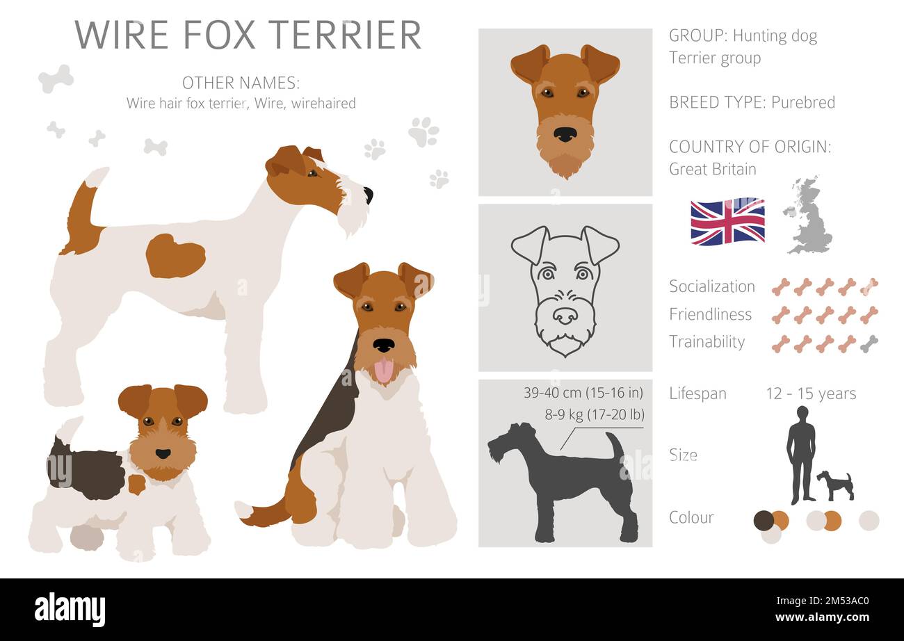 Wire fox terrier clipart. Different poses, coat colors set. Vector ...