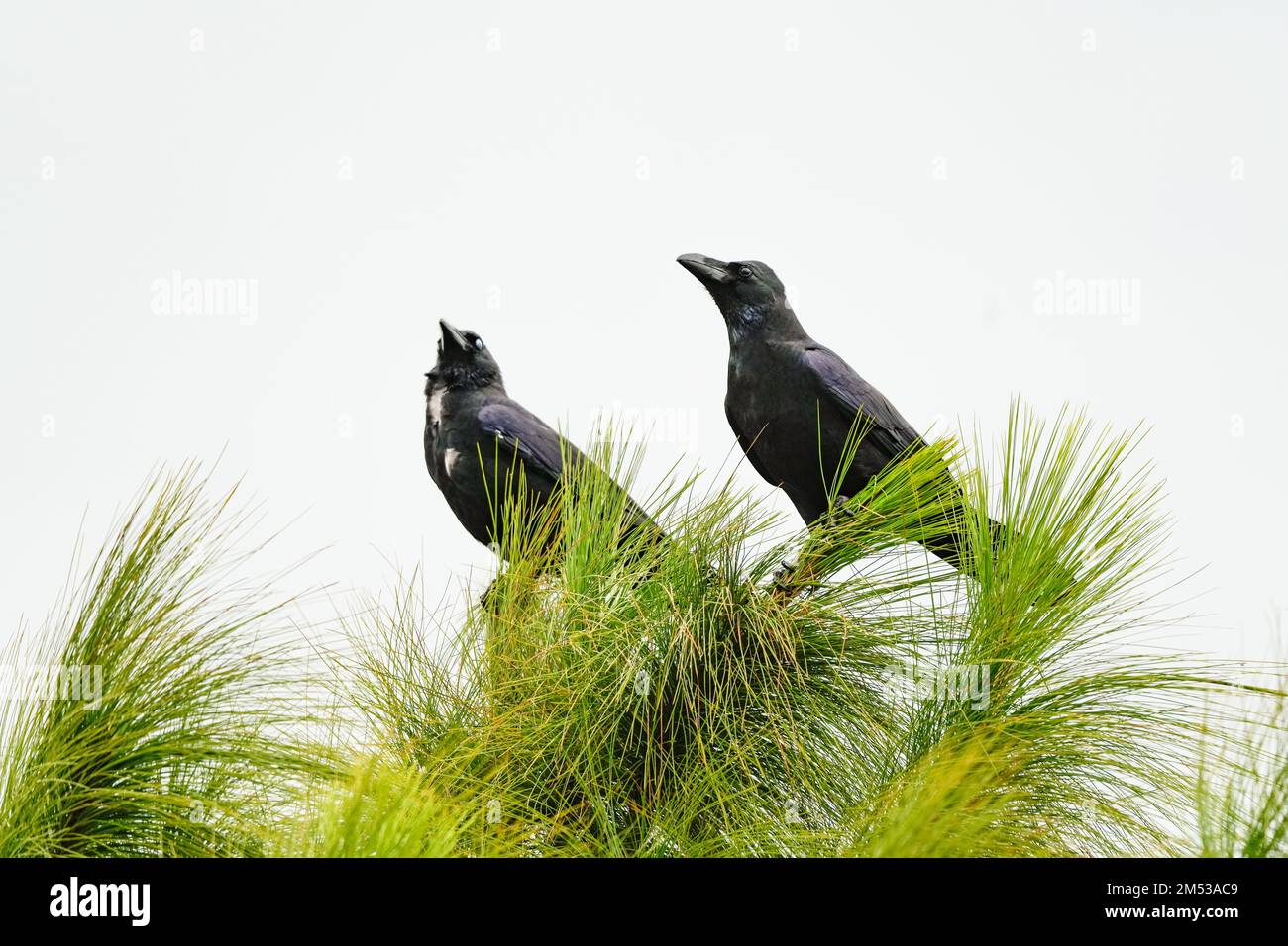 The black ravens standing at the top of a green pine tree under the ...
