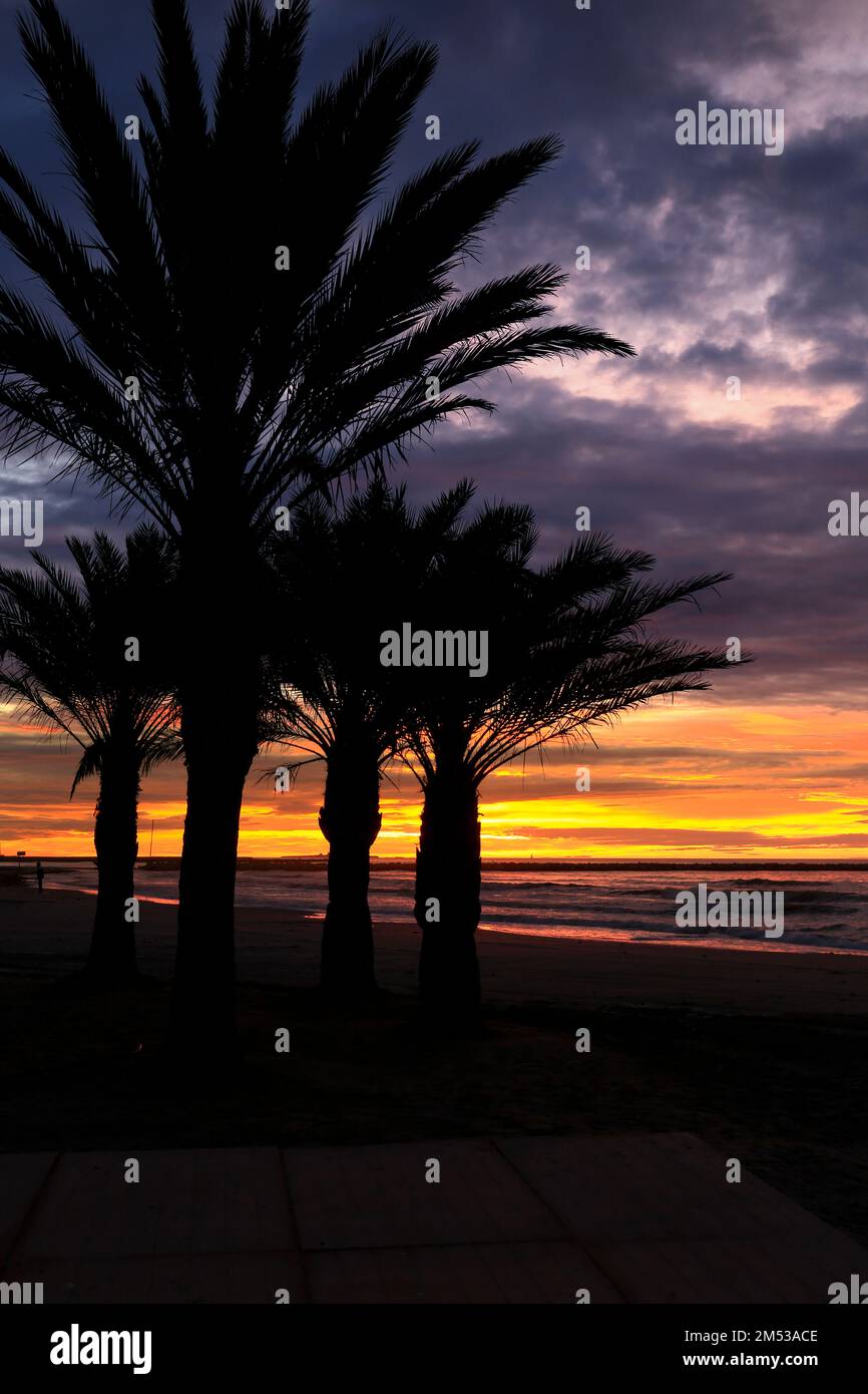 Beach oasis at sunrise on Levante beach in Santa Pola, Alicante, Spain ...
