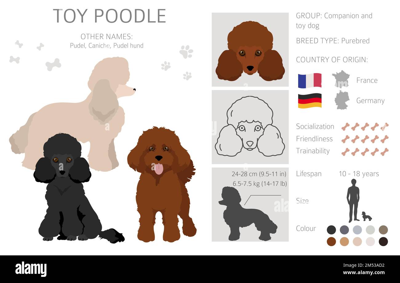 Toy poodle clipart. Different poses, coat colors set. Vector ...