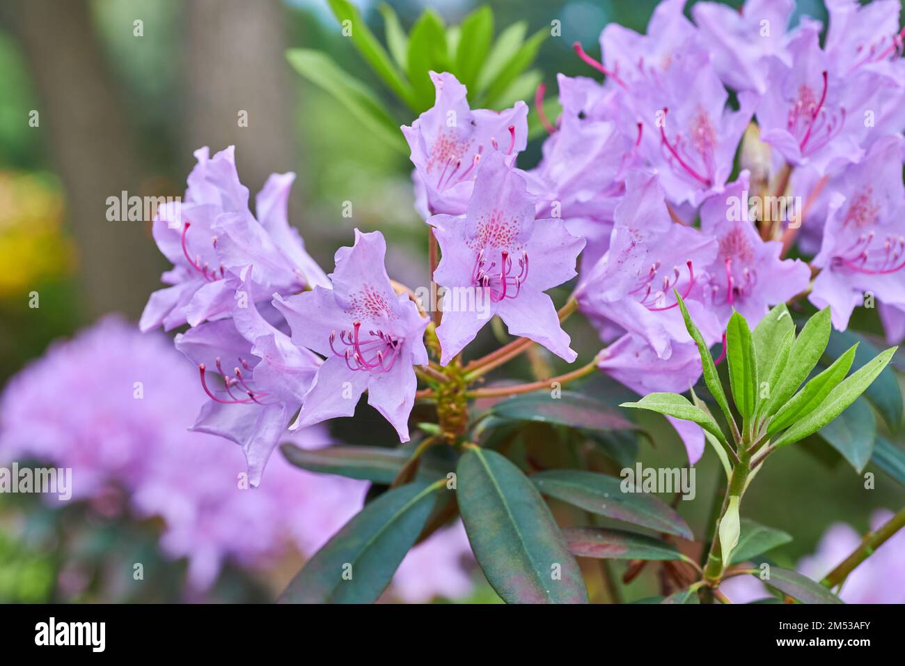 Blue rhododendron Rhododendron augustinii is a species of flowering ...