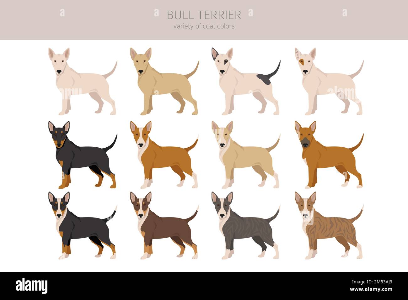 Bull terrier clipart. All coat colors set. Different position. All dog ...