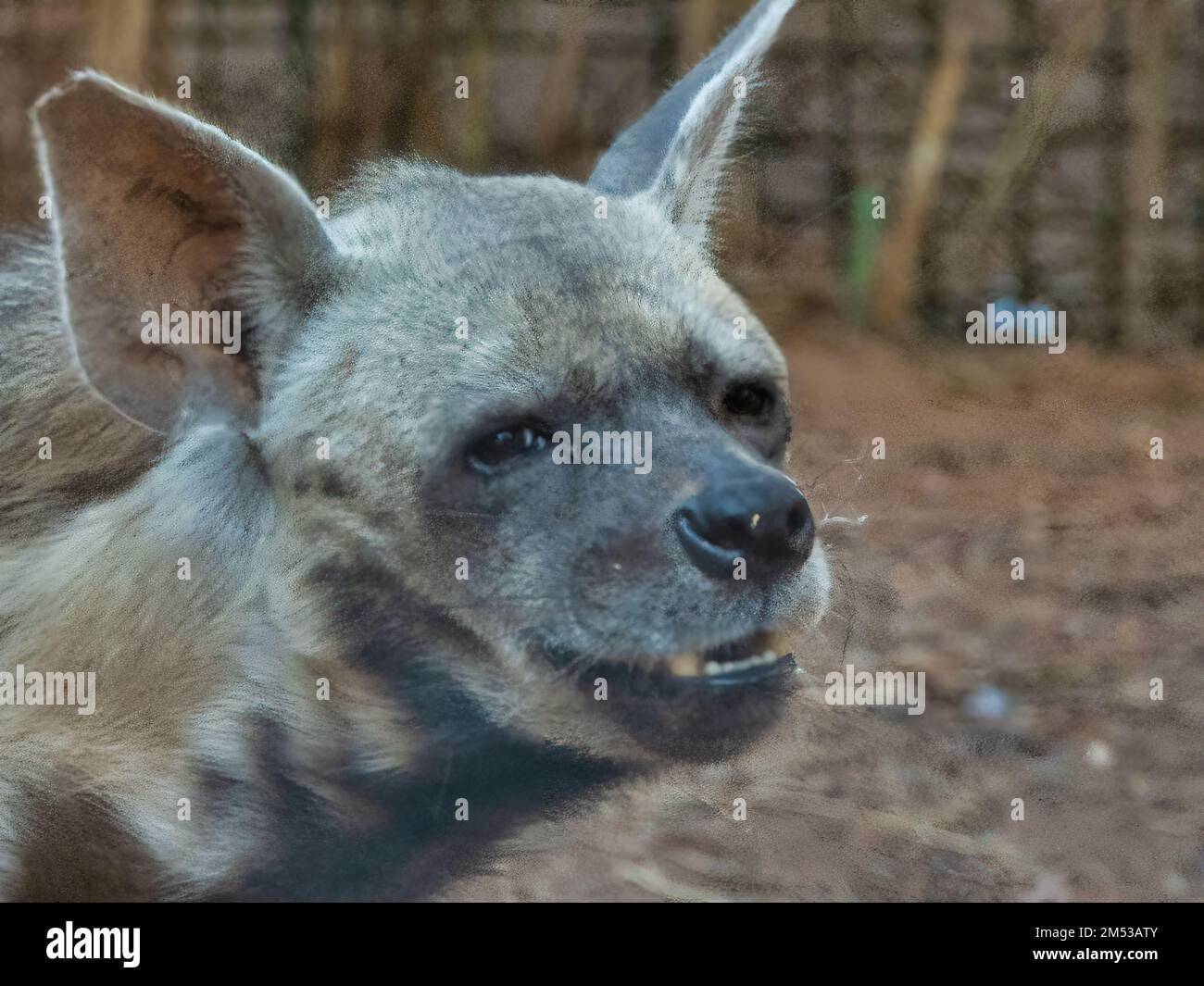Hyaeninae hi-res stock photography and images - Alamy