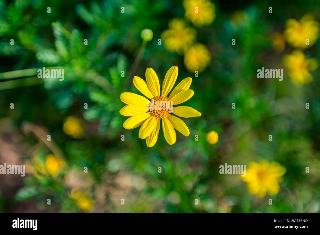 A SHOWY GOLDENEYE FLOWERING IN THE MIDDLE OF SUMMER, DA LAT, VIETNAM ...