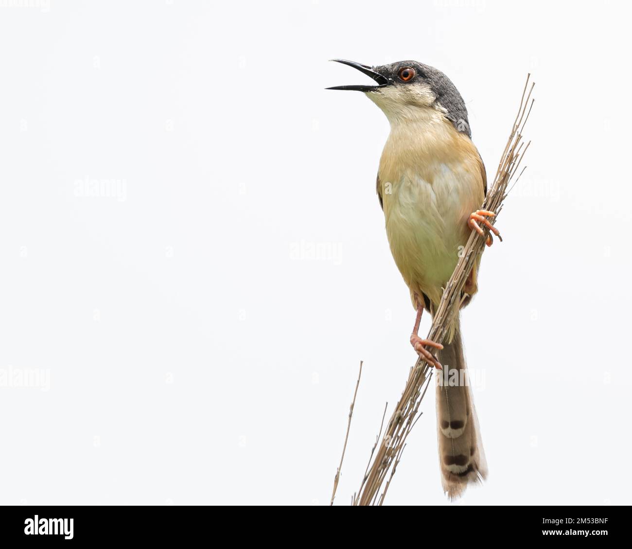 Ashy wren warbler perching hi-res stock photography and images - Alamy