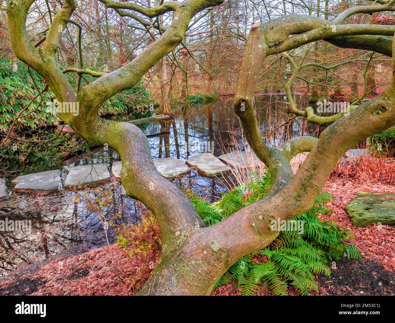 Traditional Japanese Garden,Beautiful calm scene in Fall Stock Photo ...