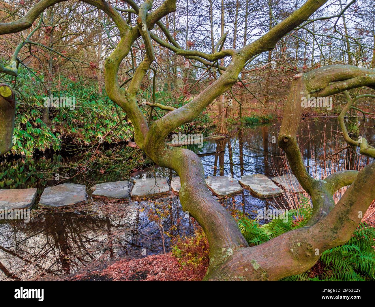 Traditional Japanese Garden,Beautiful calm scene in Fall Stock Photo ...