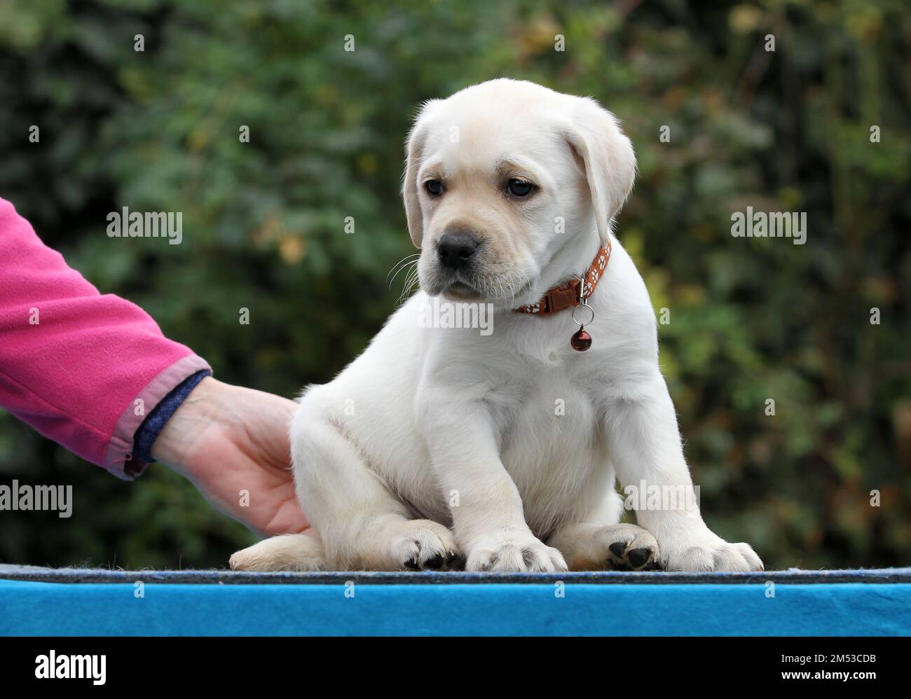 a sweet nice yellow labrador retriever in autumn close up portrait ...