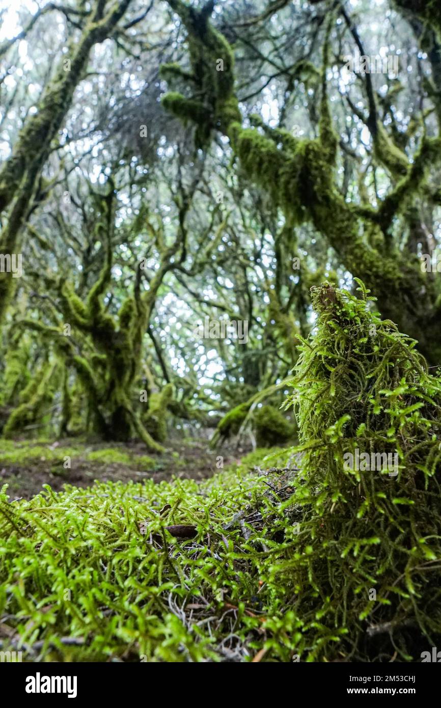 A vertical shot of a forest with green moss growing on the trunk and ...