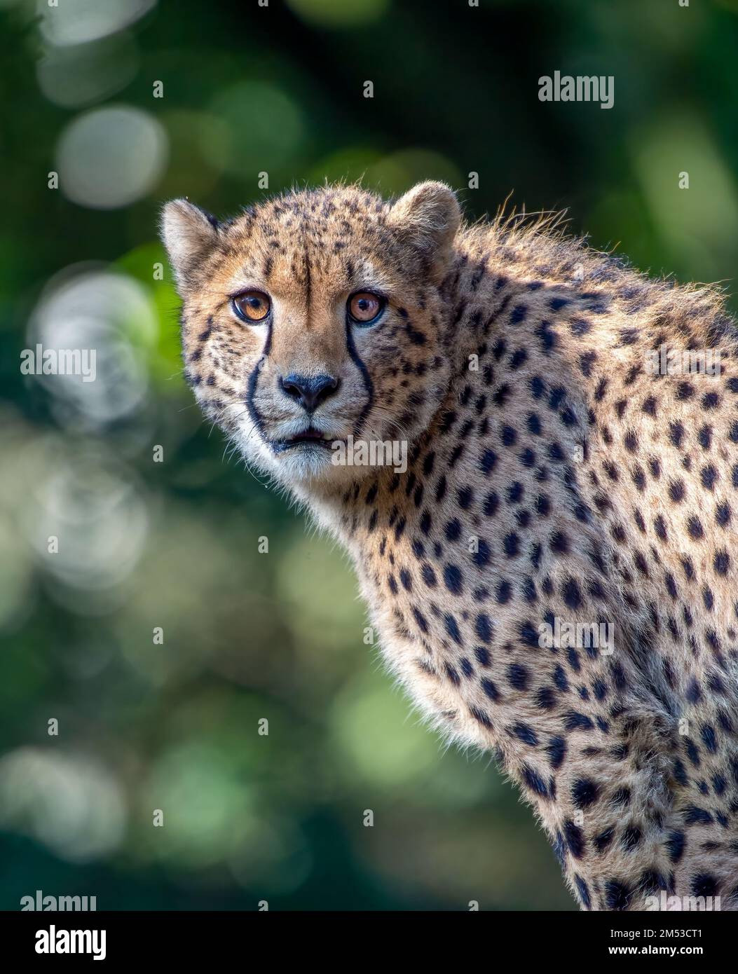 A beautiful portrait of a cheetah on a blurry green background Stock ...