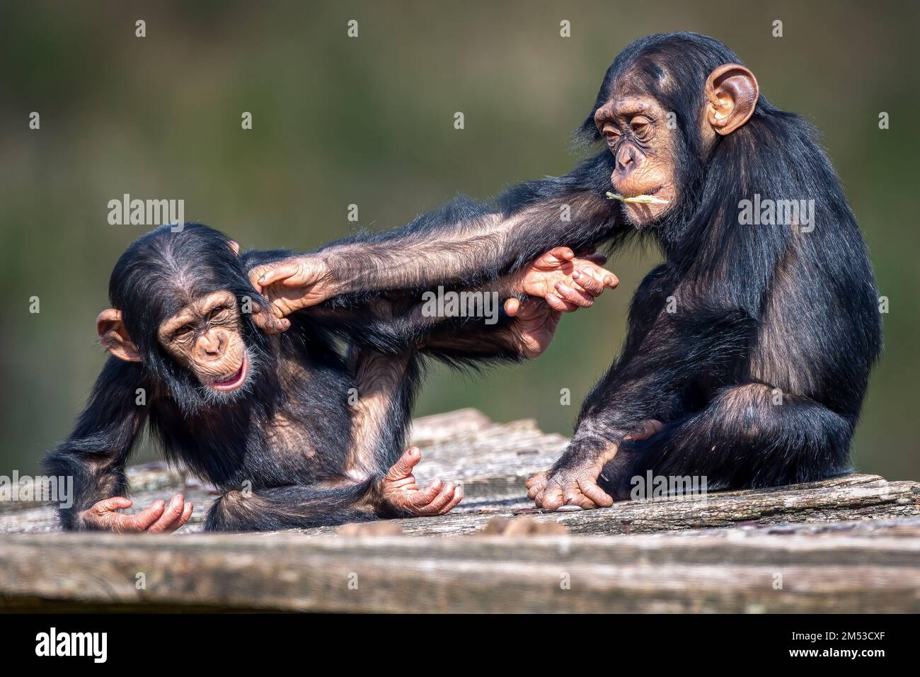 Chimpanzee Fight