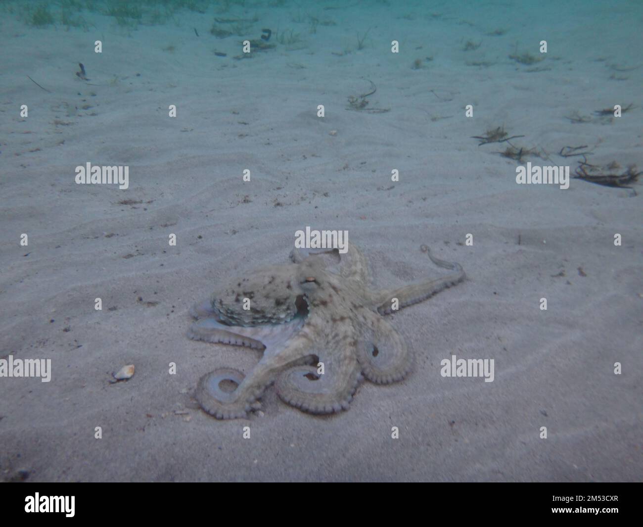 Octopus under water in the mediterranean sea at the dalmatian coast of ...