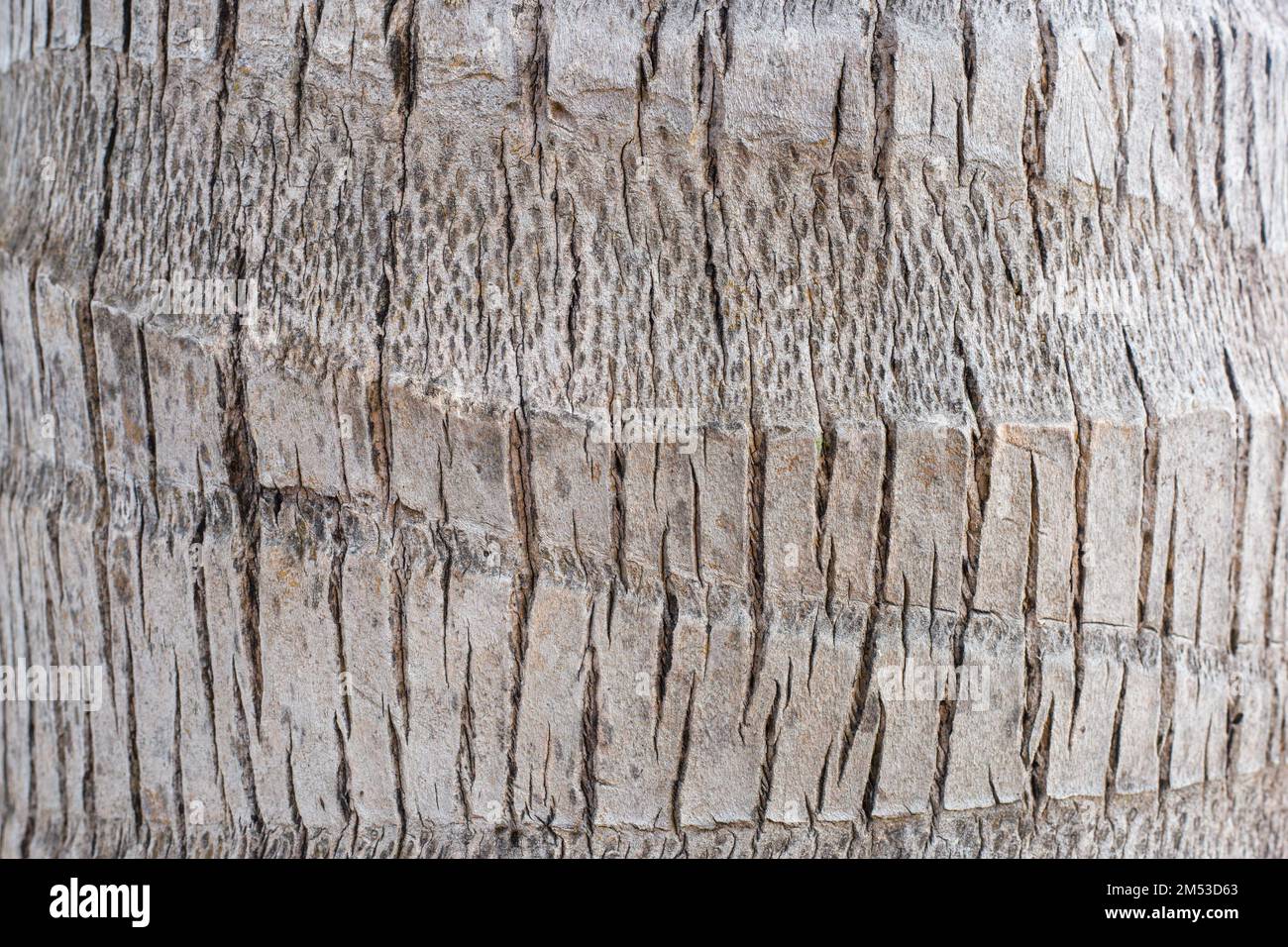 Coconut tree bark textured hi-res stock photography and images - Alamy