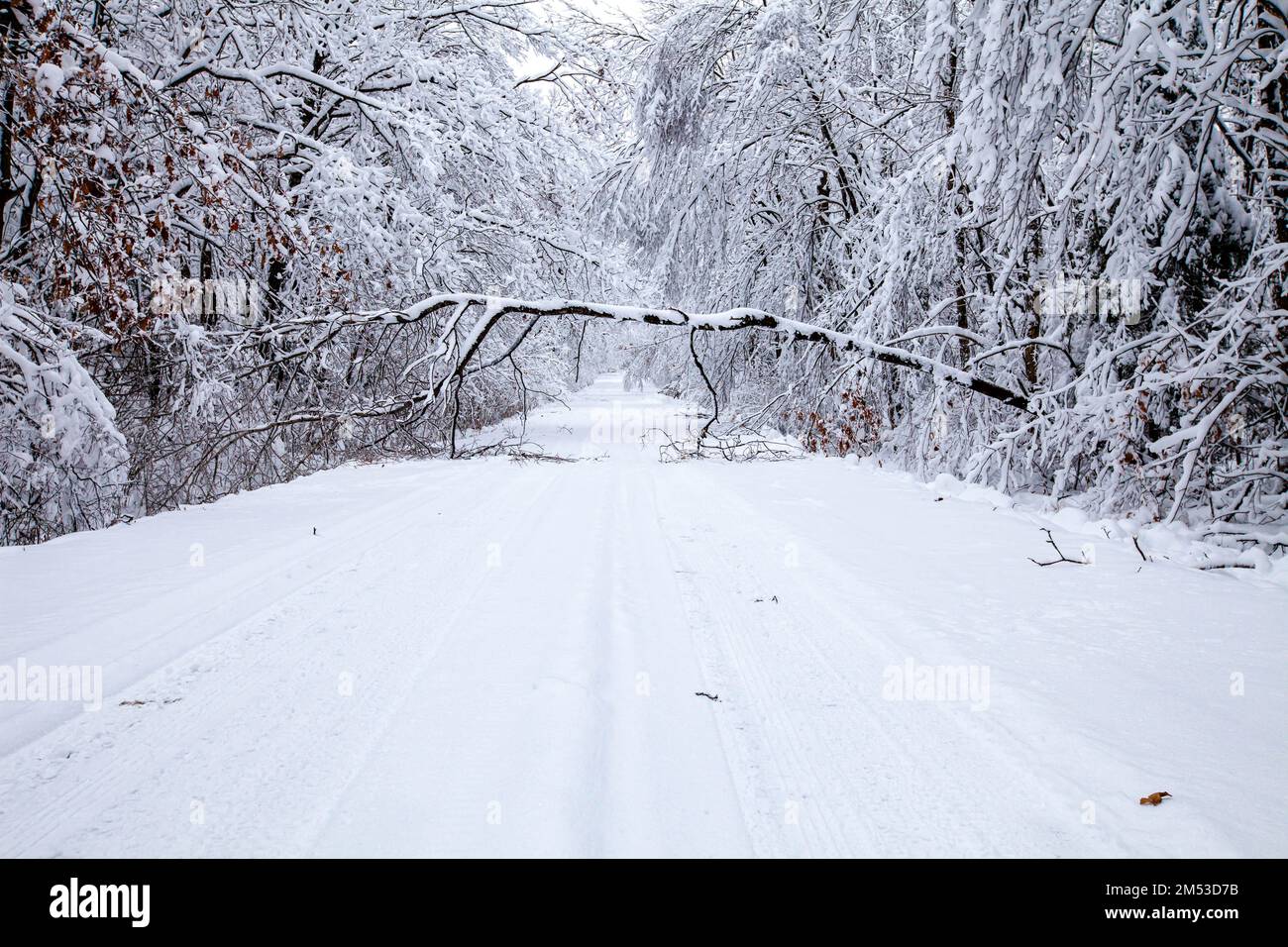 Wisconsin road after a snowstorm with a tree blocking the road ...