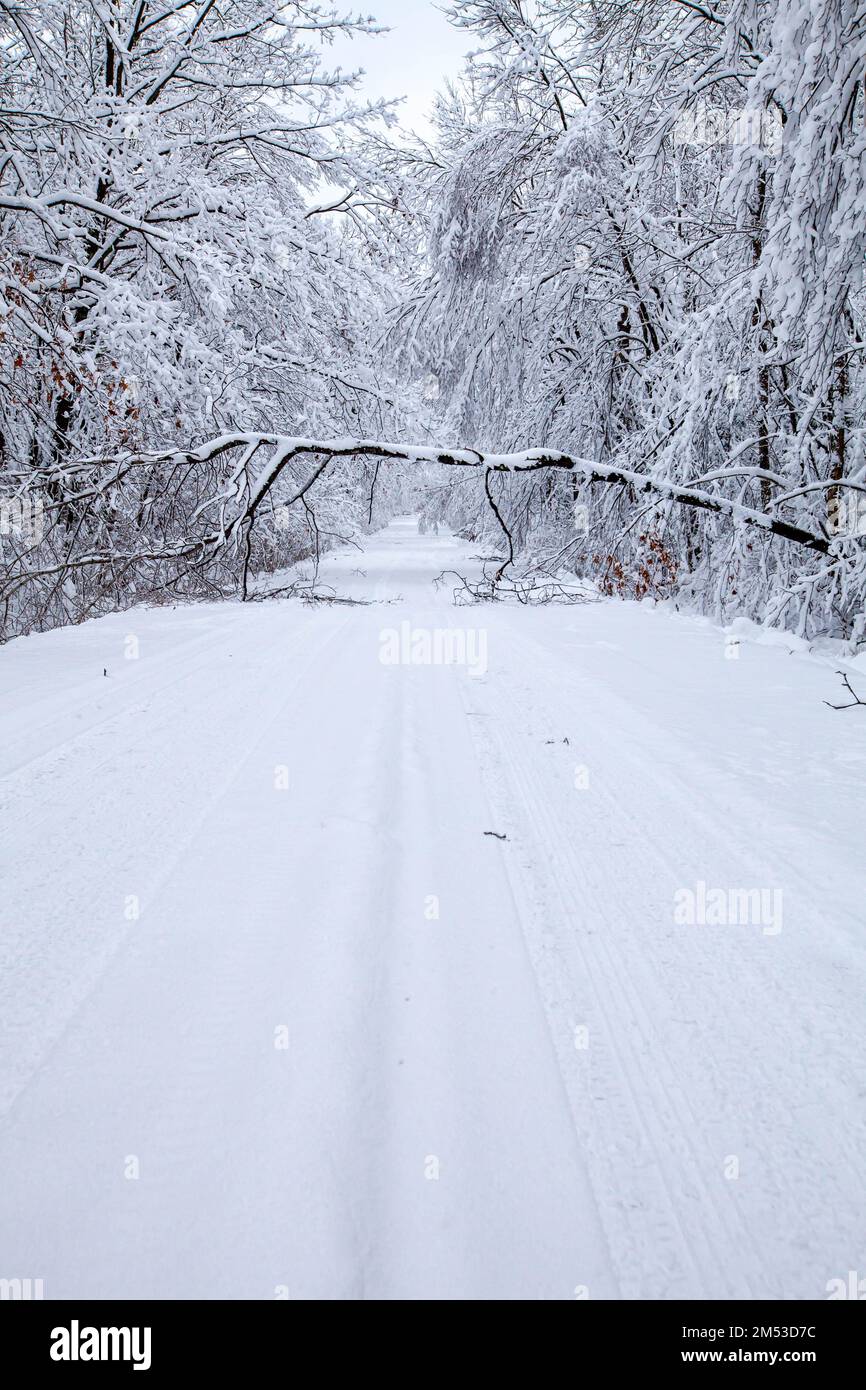 Wisconsin road after a snowstorm with a tree blocking the road ...