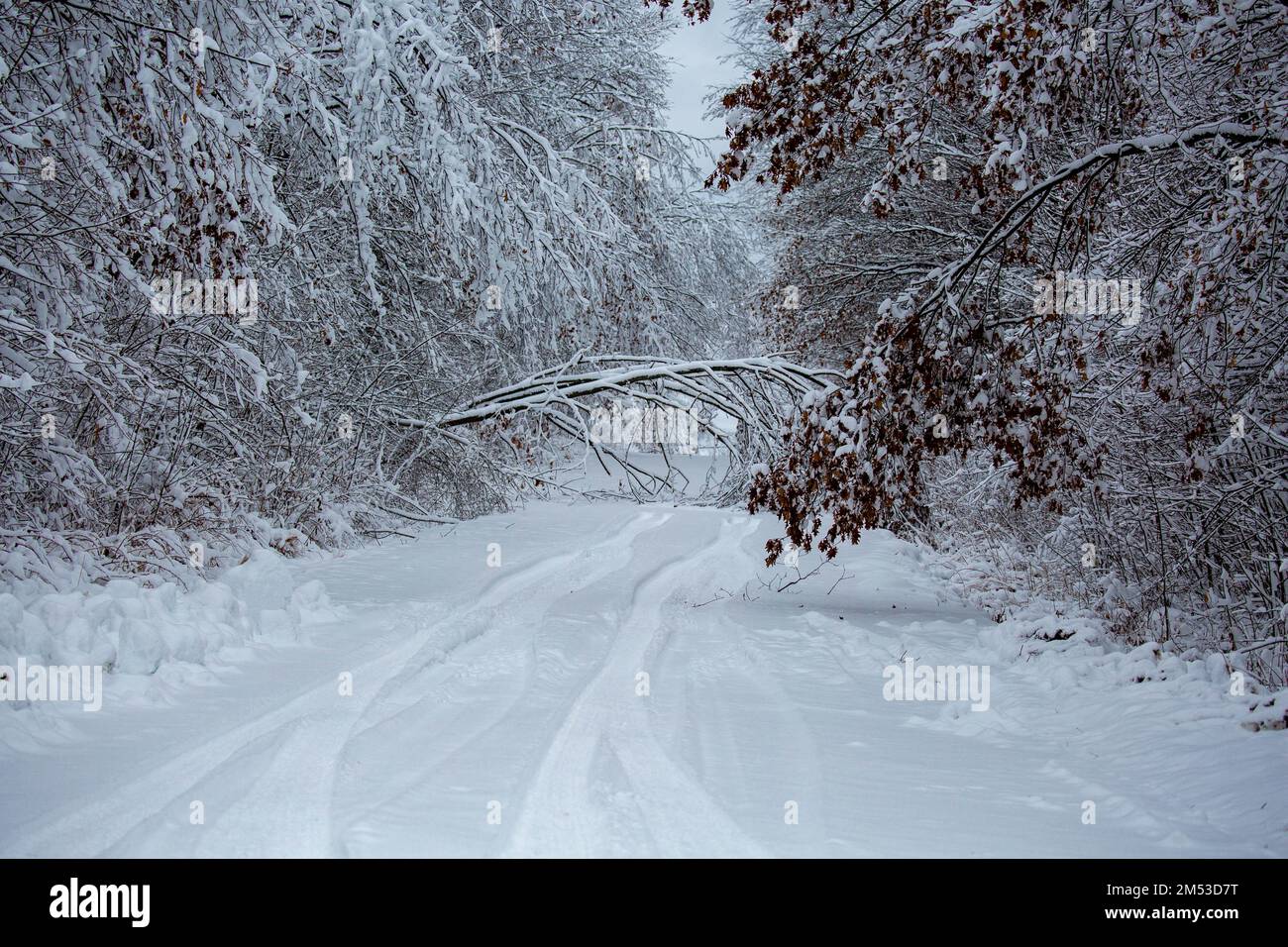 Wisconsin road after a snowstorm with a tree blocking the road ...