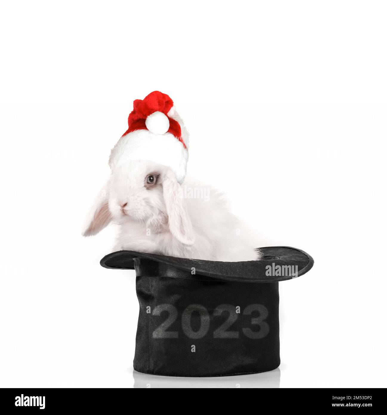 Santa rabbit at black hat isolated on a white background Stock Photo ...
