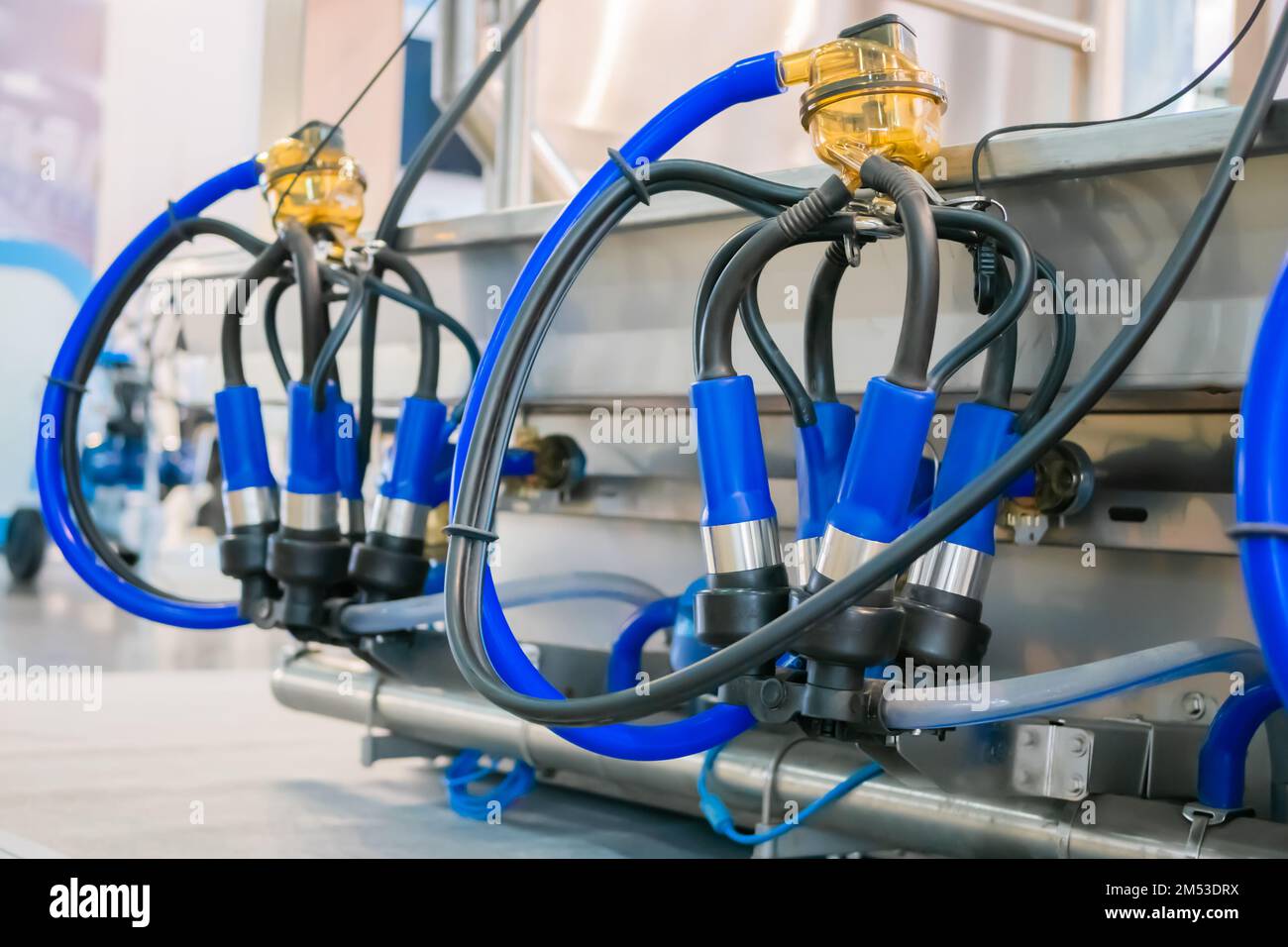 Teat cups of automated cow milking suction machine Stock Photo - Alamy