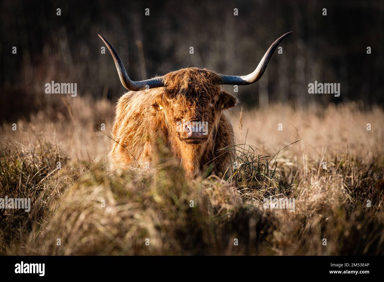 A Scottish highland cattle portrait with big horns captured in a ...