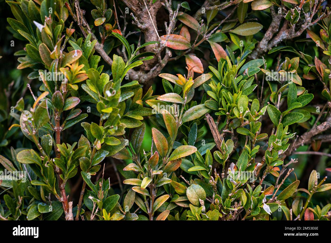 Garden Flowers, Plants, Leaves, Bushes, Grass Stock Photo - Alamy