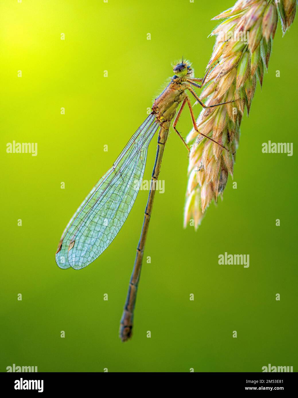 Dragonfly anatomy hi-res stock photography and images - Alamy