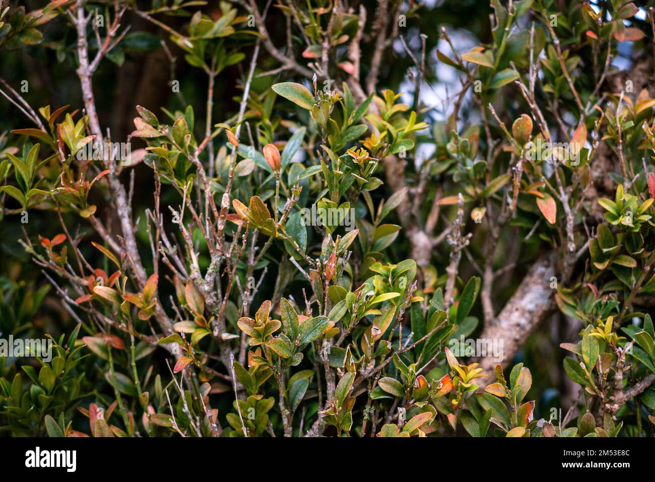 Landscaping elements hi-res stock photography and images - Alamy