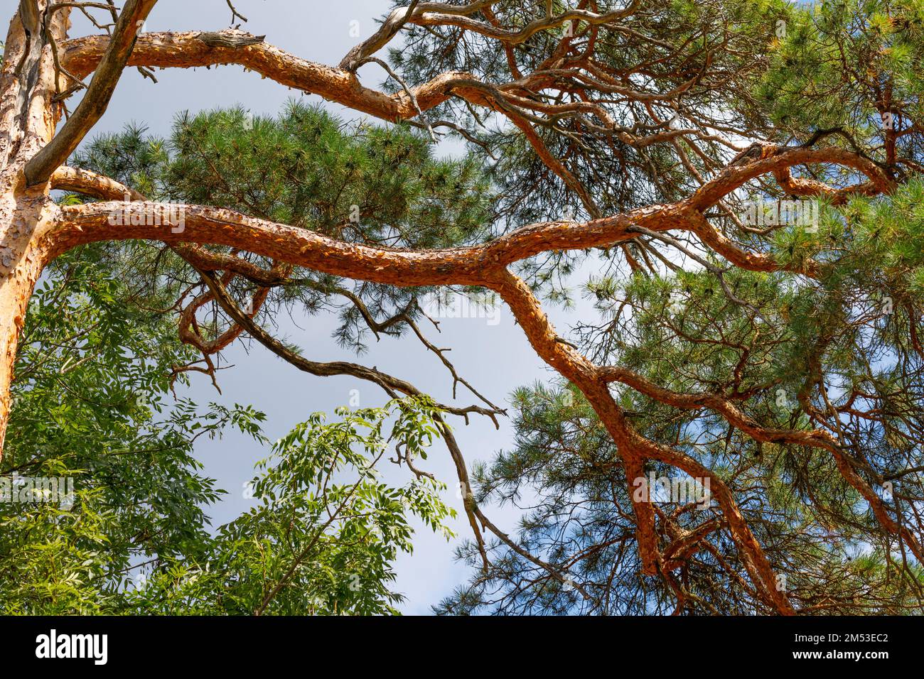 Treetops from below bright hi-res stock photography and images - Alamy