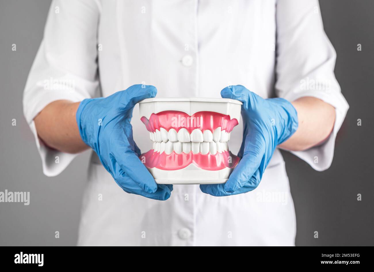 Dentist holding white healthy clean teeth jaw, model in hands ...