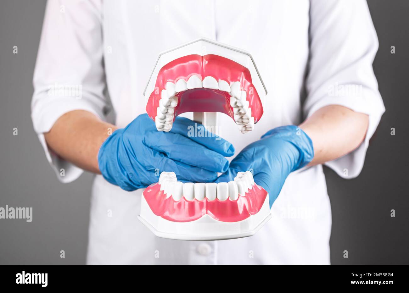 Dentist with open teeth jaw model in hand. Dentistry and stomatology ...