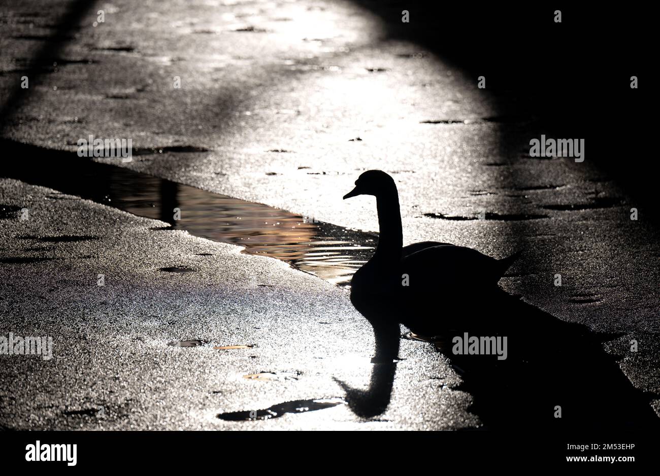 Munich, Germany. 25th Dec, 2022. A swan swims through an ice-free area ...