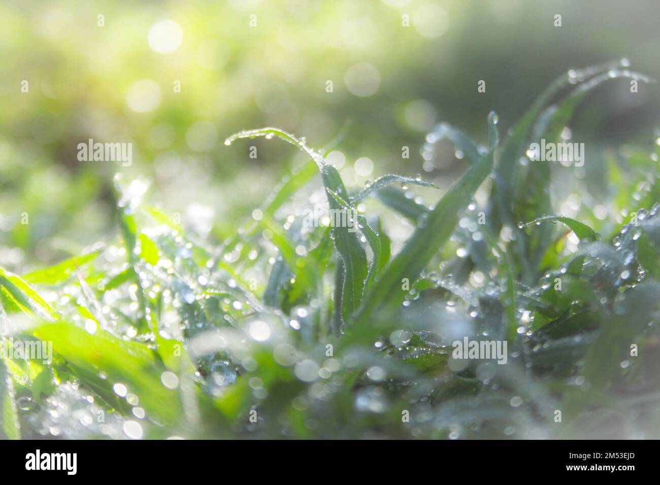 Sri Lankan Animals Stock Photo - Alamy