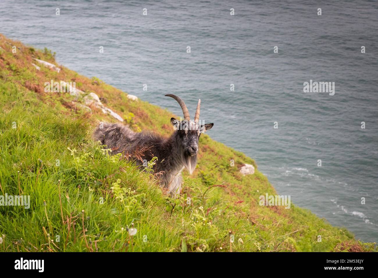 Ferals goats on the coast path from Lynton to Hunters Inn in the Valley ...