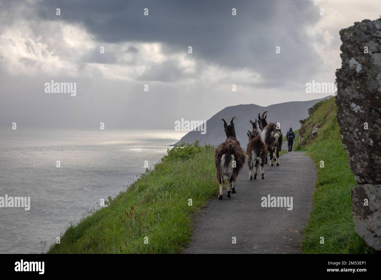 Ferals goats on the coast path from Lynton to Hunters Inn in the Valley ...