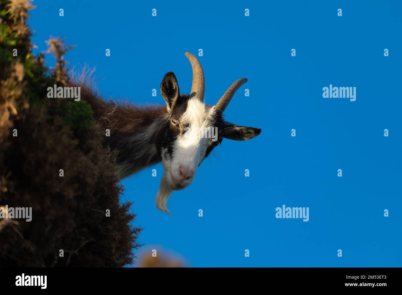 Ferals goats on the coast path from Lynton to Hunters Inn in the Valley ...