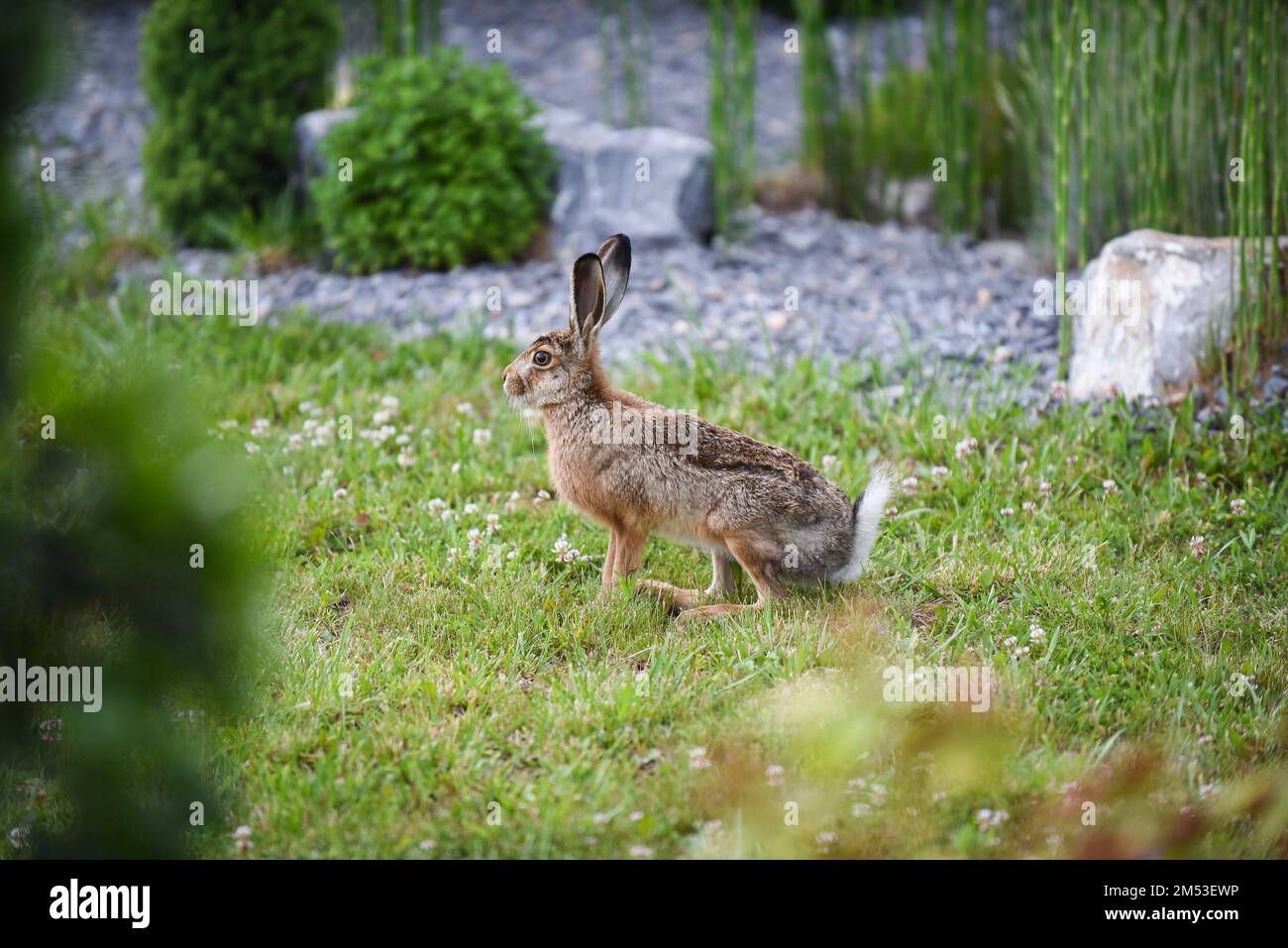 cute rabbit in the garden Stock Photo - Alamy