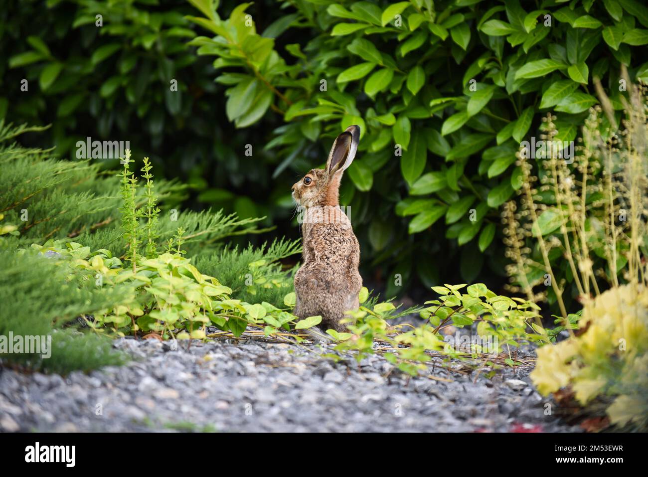 cute rabbit in the garden Stock Photo - Alamy